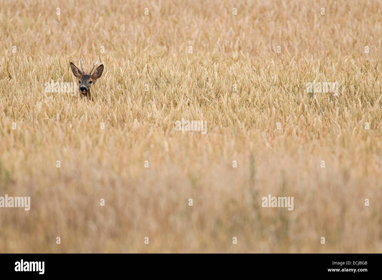 Roe deer on field hi-res stock photography and images - Alamy