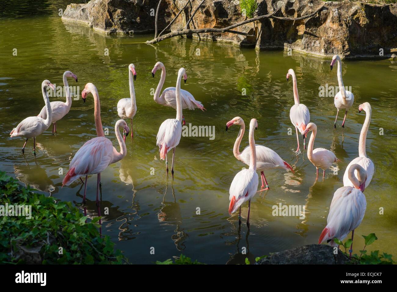 France, Rhone, Lyon, Parc de la Tete d'Or or Park of the Golden Head ...