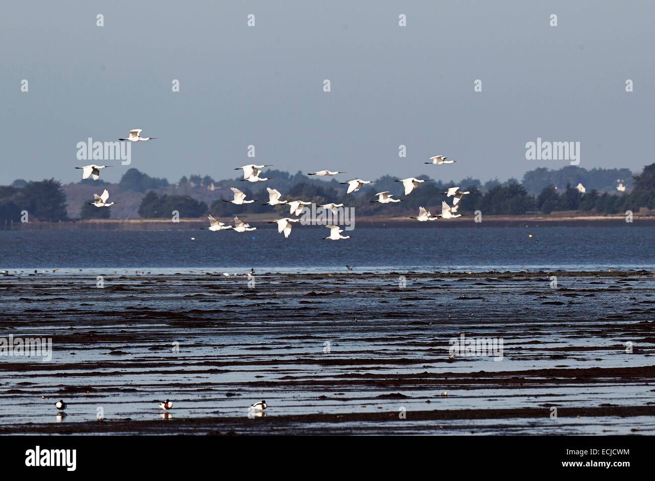 France, Morbihan, Presqu'ile de Rhuys, Gulf of Morbihan, Sarzeau, Duer ...