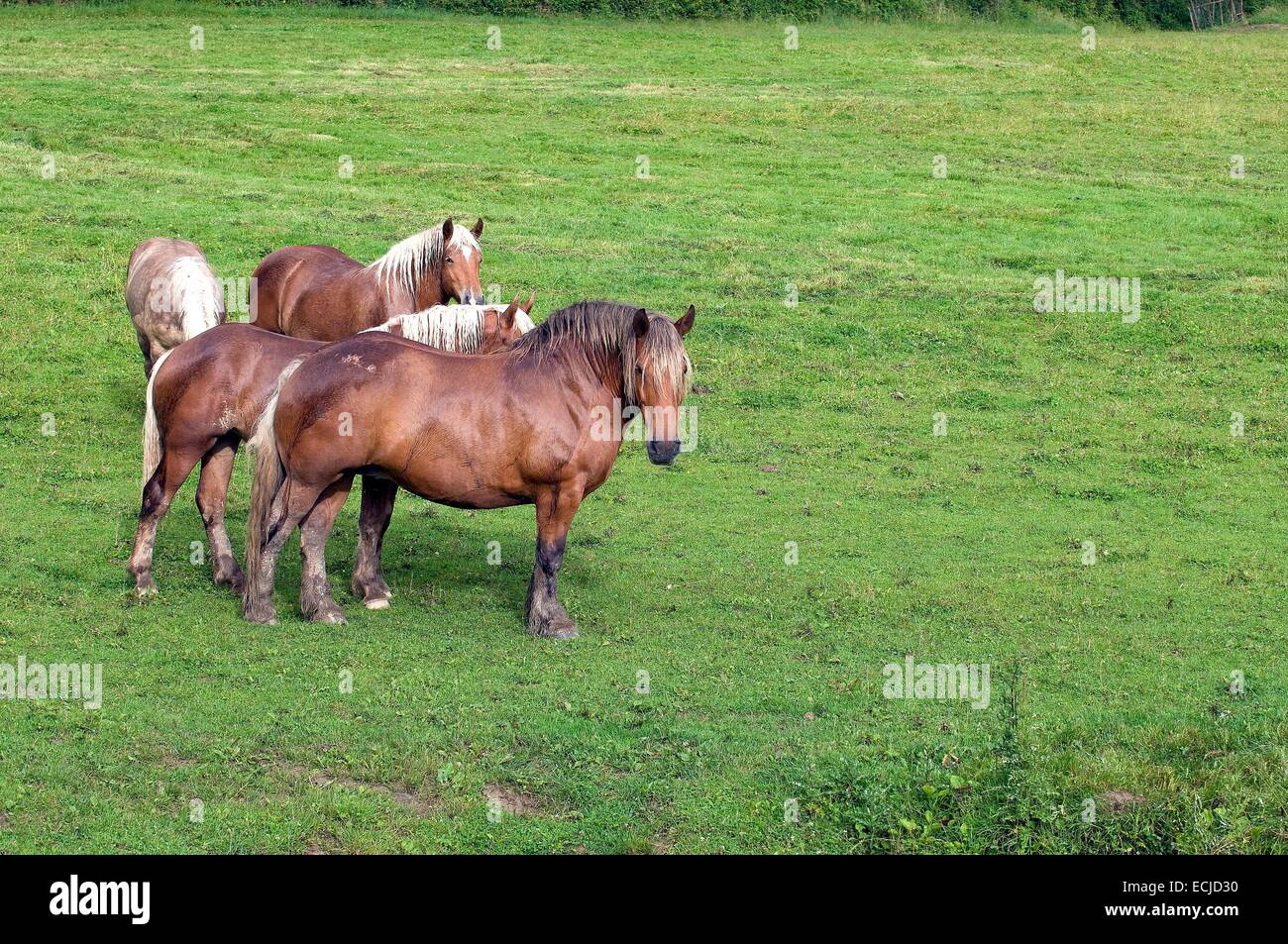 Comtois horse draft horse equus hi-res stock photography and images - Alamy