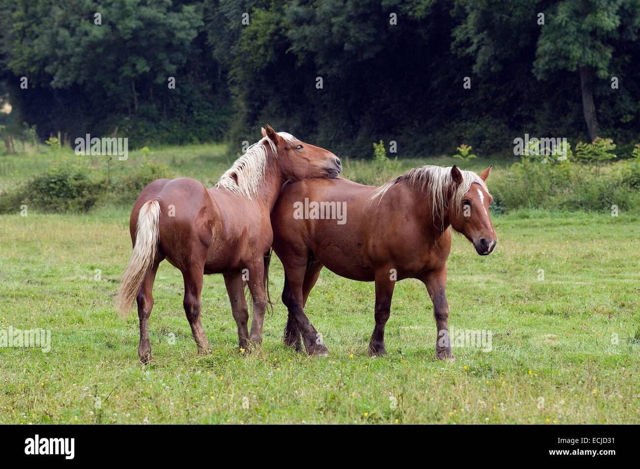 Comtois horse draft horse equus hi-res stock photography and images - Alamy
