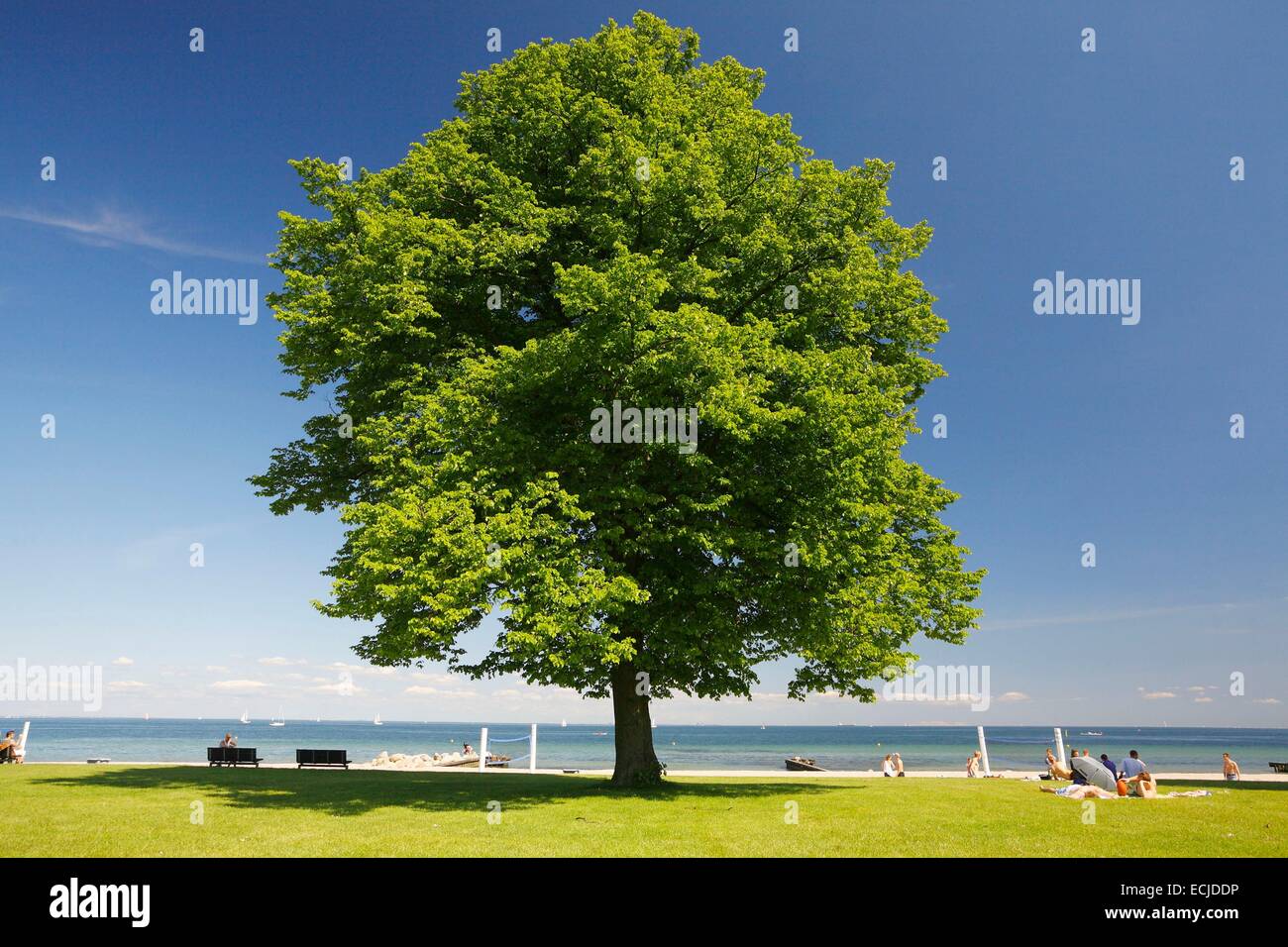 Denmark, Capital (Hovedstaden), Klampenborg, Bellevue beach, North from ...