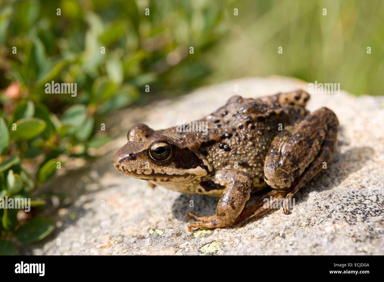 Frog rana sp hi-res stock photography and images - Alamy