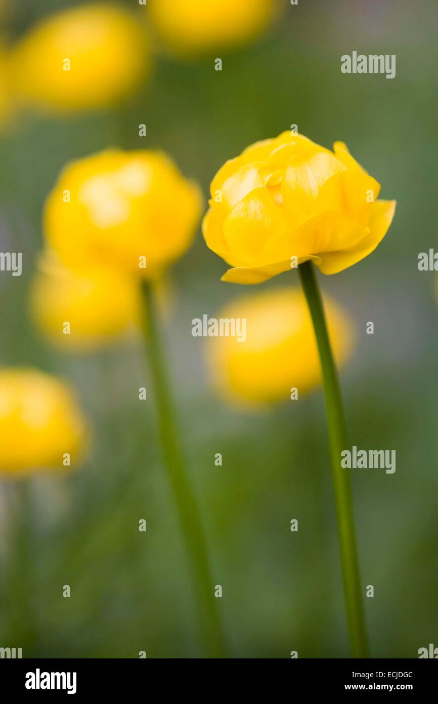 Bulgaria, Sofia region, Rila National Park, globe-flower (Trollius ...