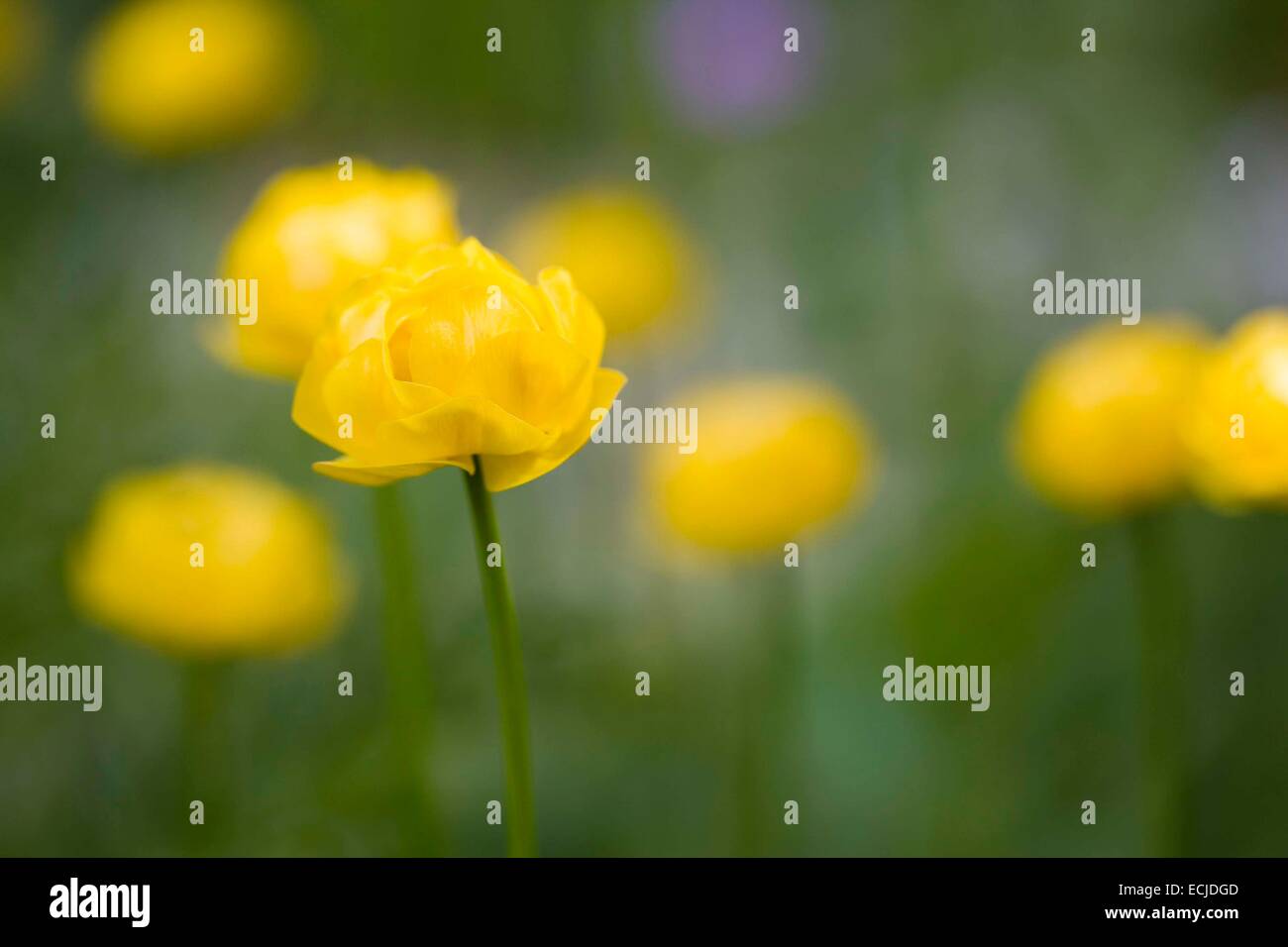 Bulgaria, Sofia region, Rila National Park, globe-flower (Trollius ...