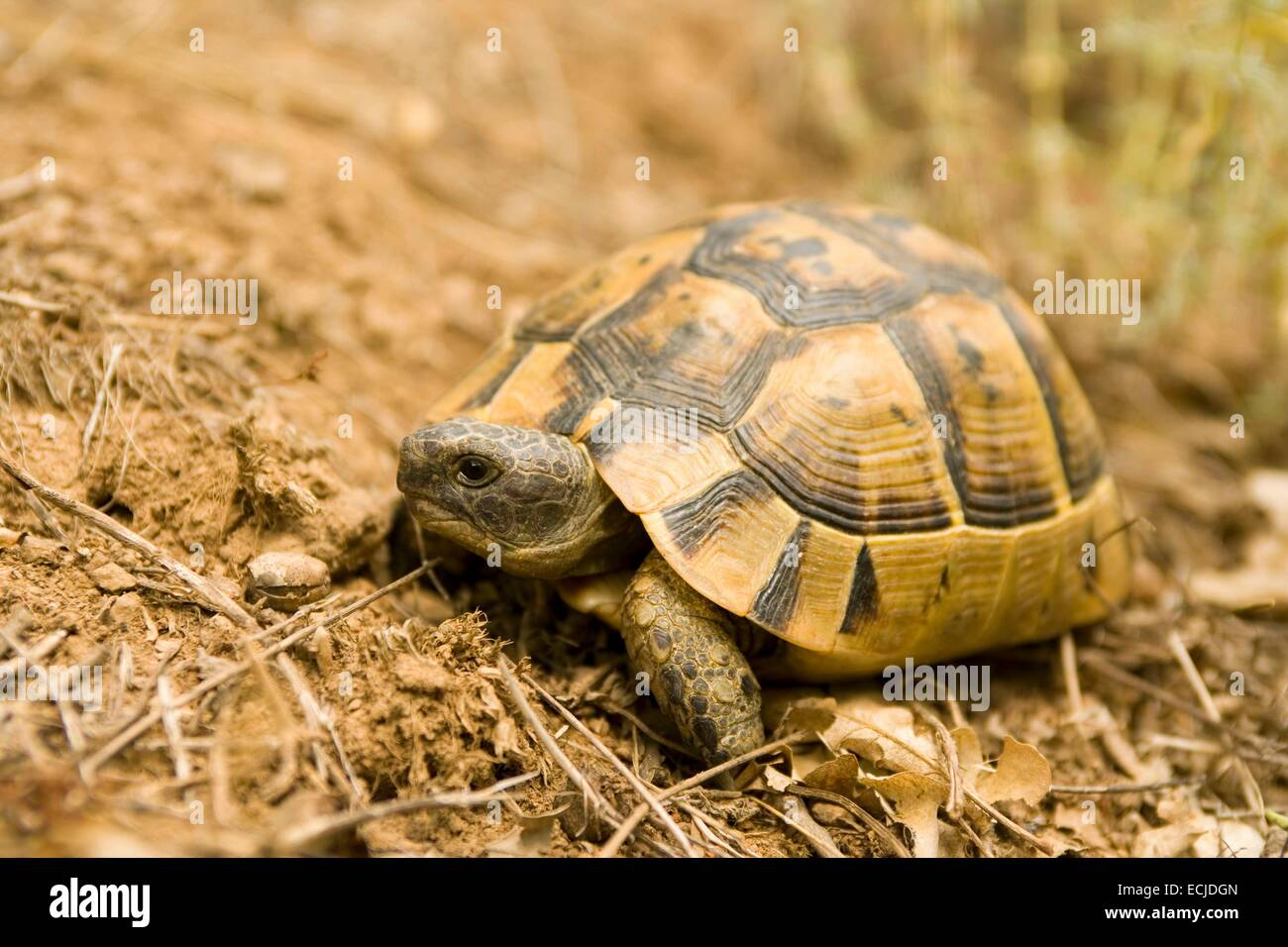 Testudo graeca ibera hi-res stock photography and images - Alamy
