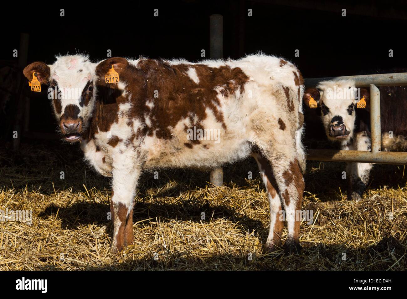 Norman cow hi-res stock photography and images - Alamy