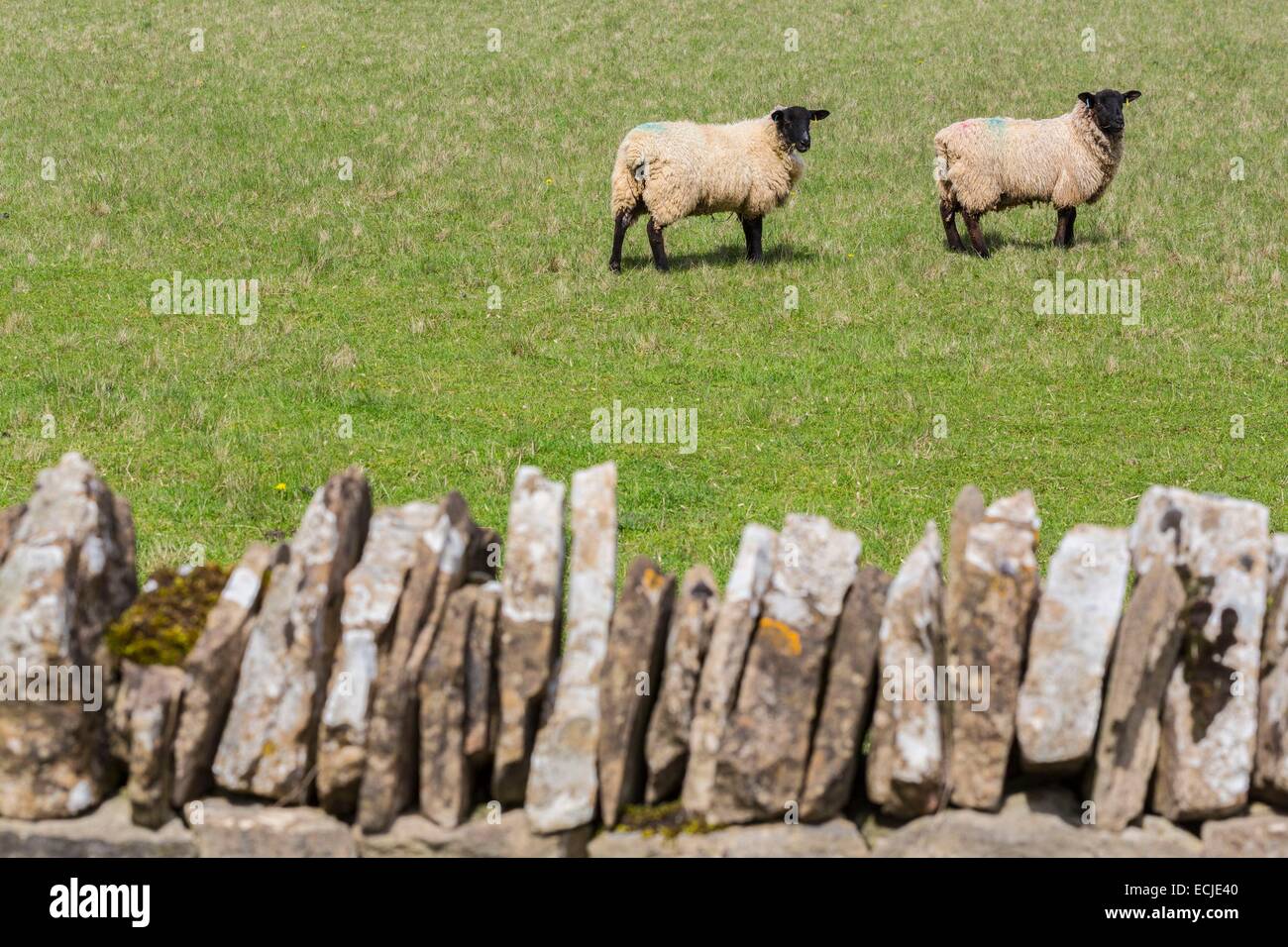 Wool trade hi-res stock photography and images - Alamy