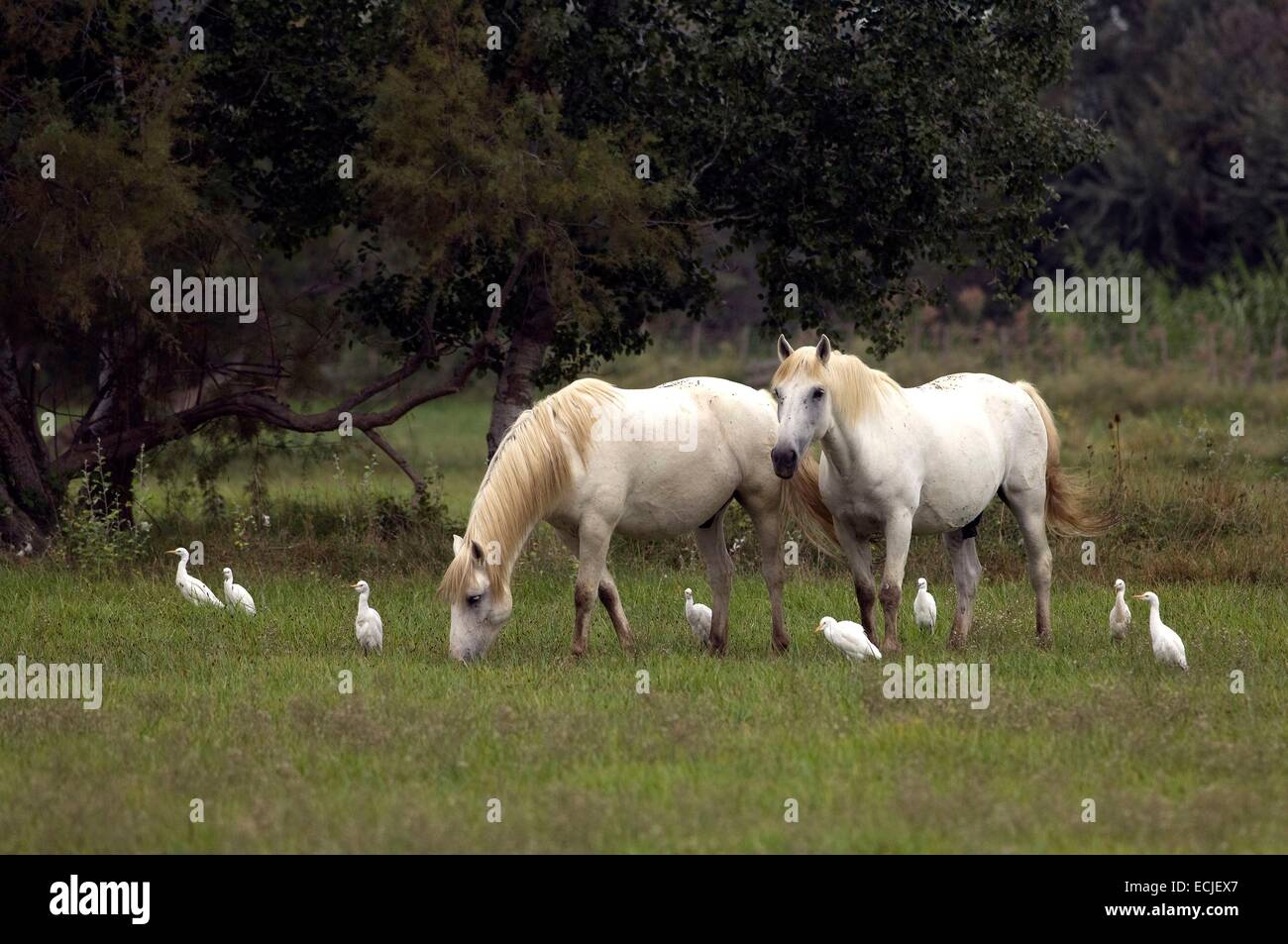 France, Camargue, Camargue horse (Equus caballus) and egrets beef ...