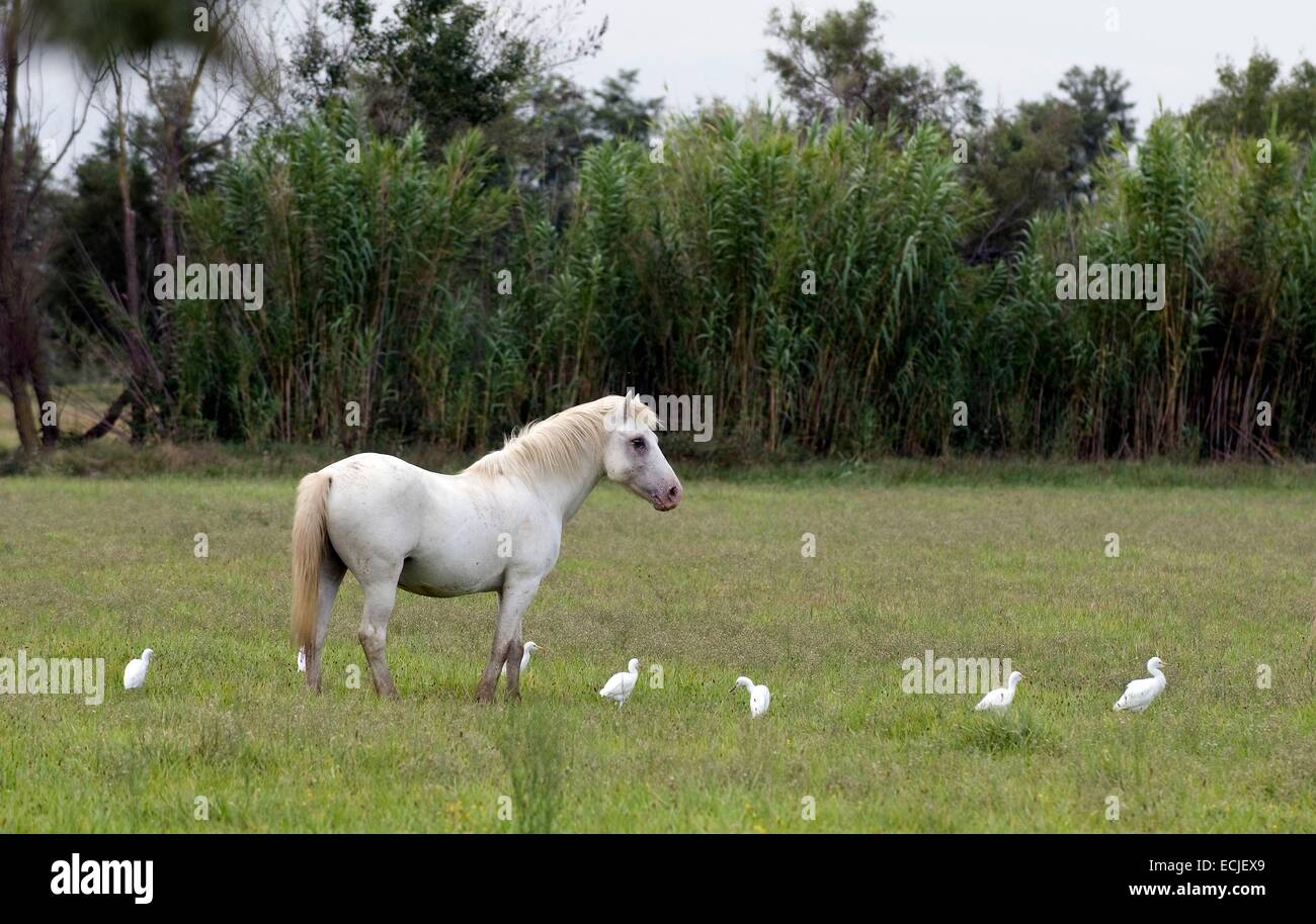 France, Camargue, Camargue horse (Equus caballus) and egrets beef ...