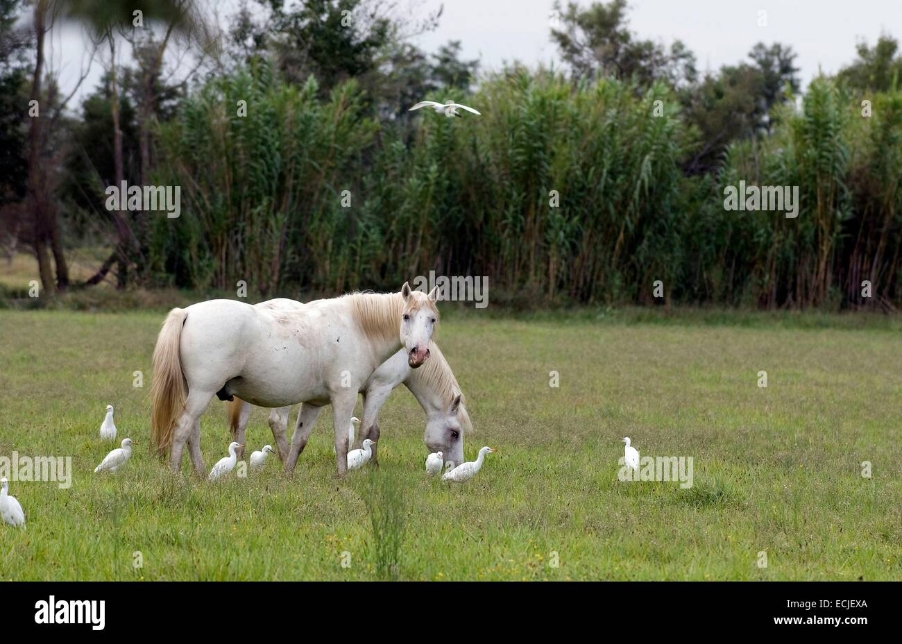 France, Camargue, Camargue horse (Equus caballus) and egrets beef ...