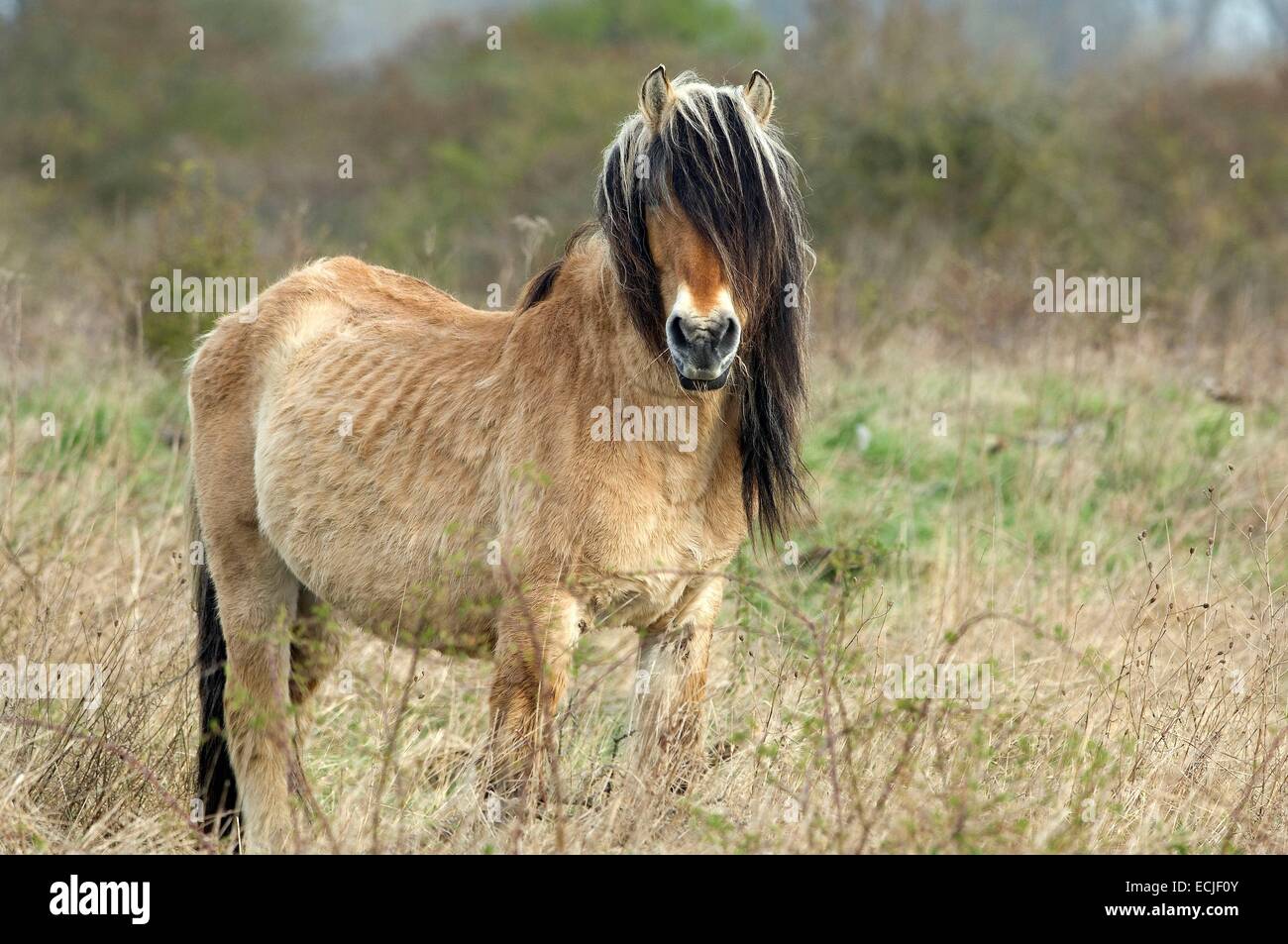 Henson horse equus caballus hi-res stock photography and images - Alamy