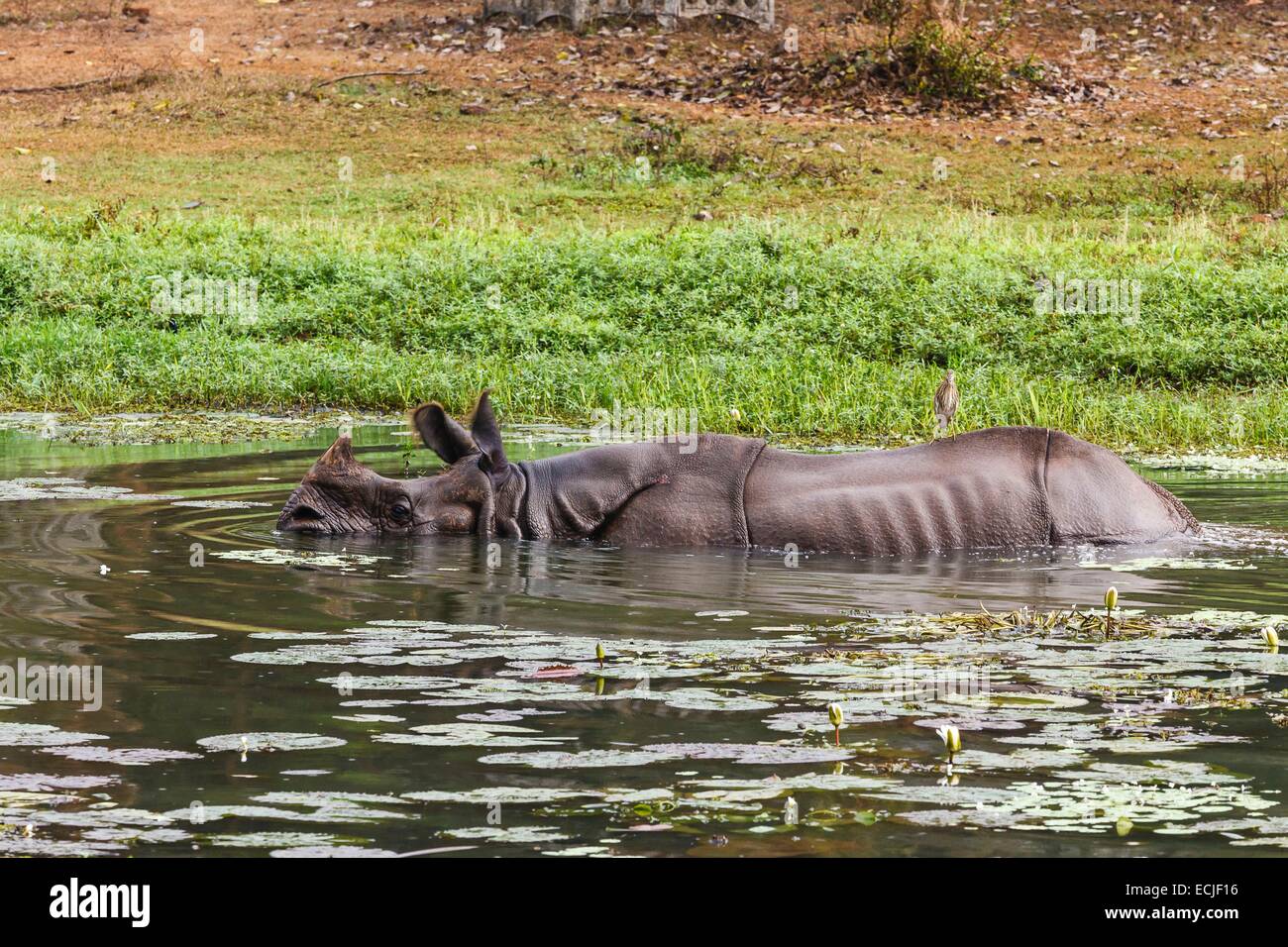India, Odisha, Bhubaneswar, Nandankanan zoo, Indian rhinoceros Stock ...