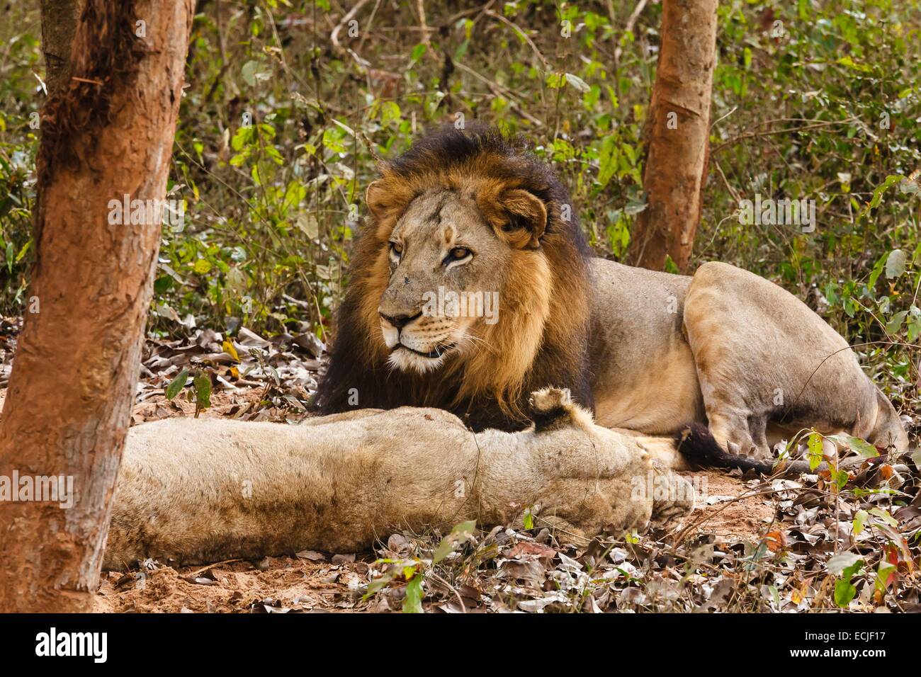 Parque Nacional Nandankanan