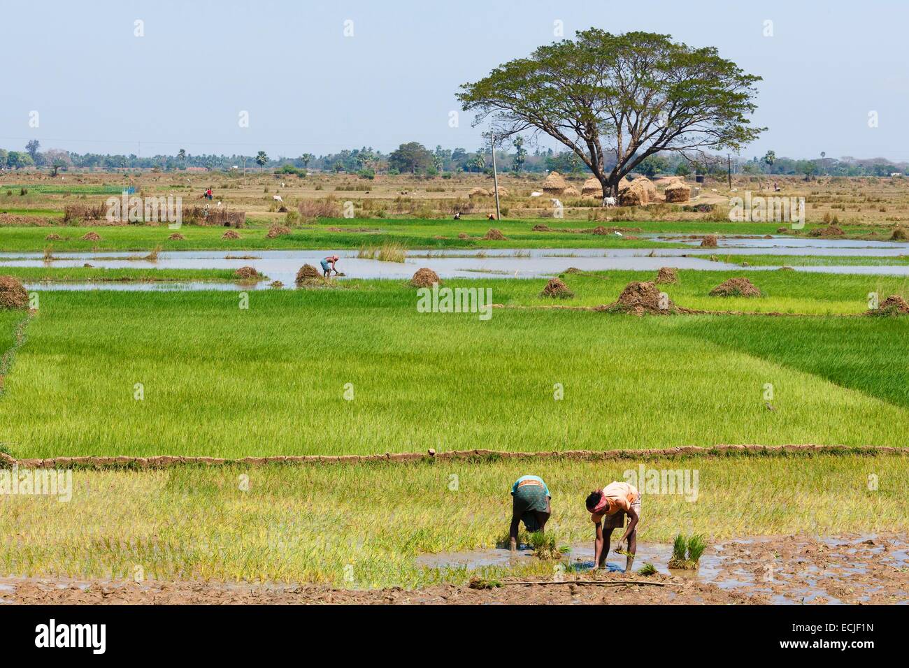 India, Odisha, Jajpur District, Udayagiri, rice farming Stock Photo - Alamy