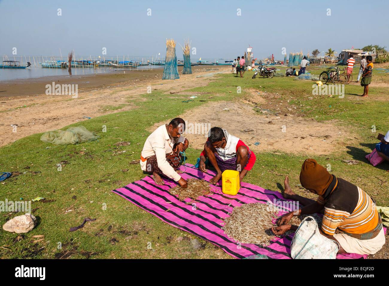 India, Odisha, Satapada, Chilika lagoon, fishermen sorting prawns Stock ...