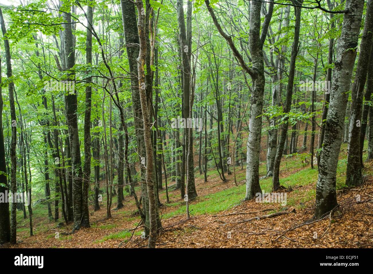 Bulgaria, Stara Zagora region, Stara Planina, Central Balkan National ...