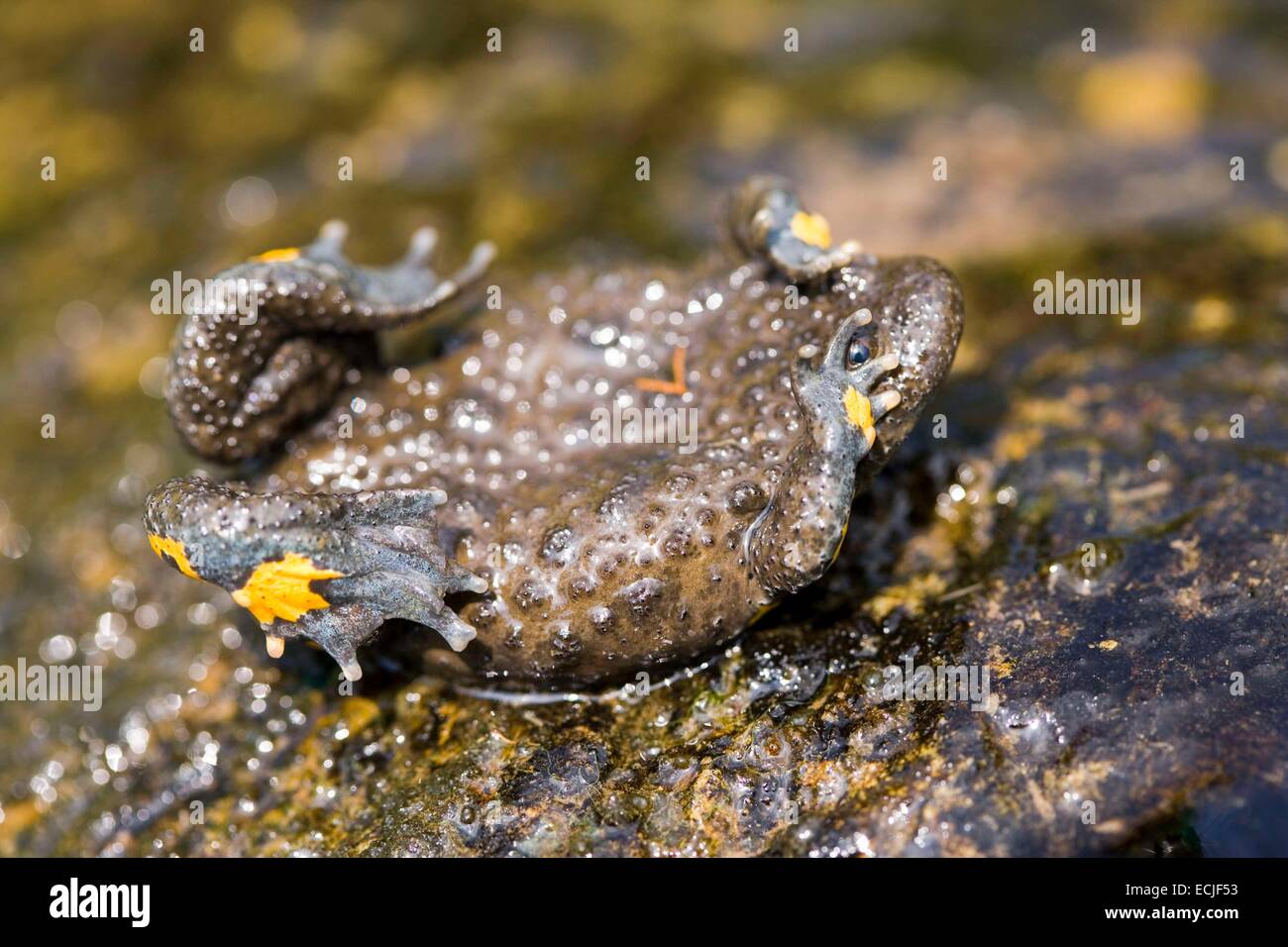 Bulgaria, Stara Zagora region, Stara Planina, Central Balkan National ...