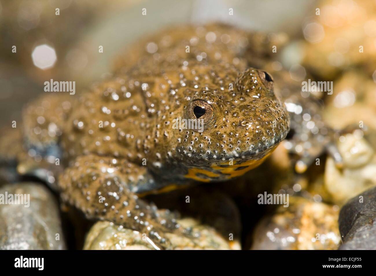 Yellow bellied toad bombina variegata hi-res stock photography and ...