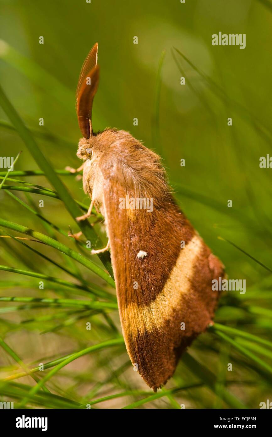 Bulgaria, Plovdiv region, Stara Planina, Central Balkan National Park ...