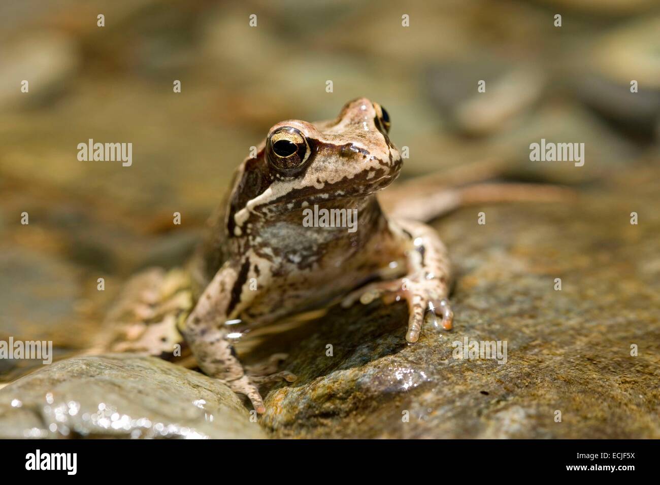 Bulgaria, Plovdiv region, Stara Planina, Central Balkan National Park ...