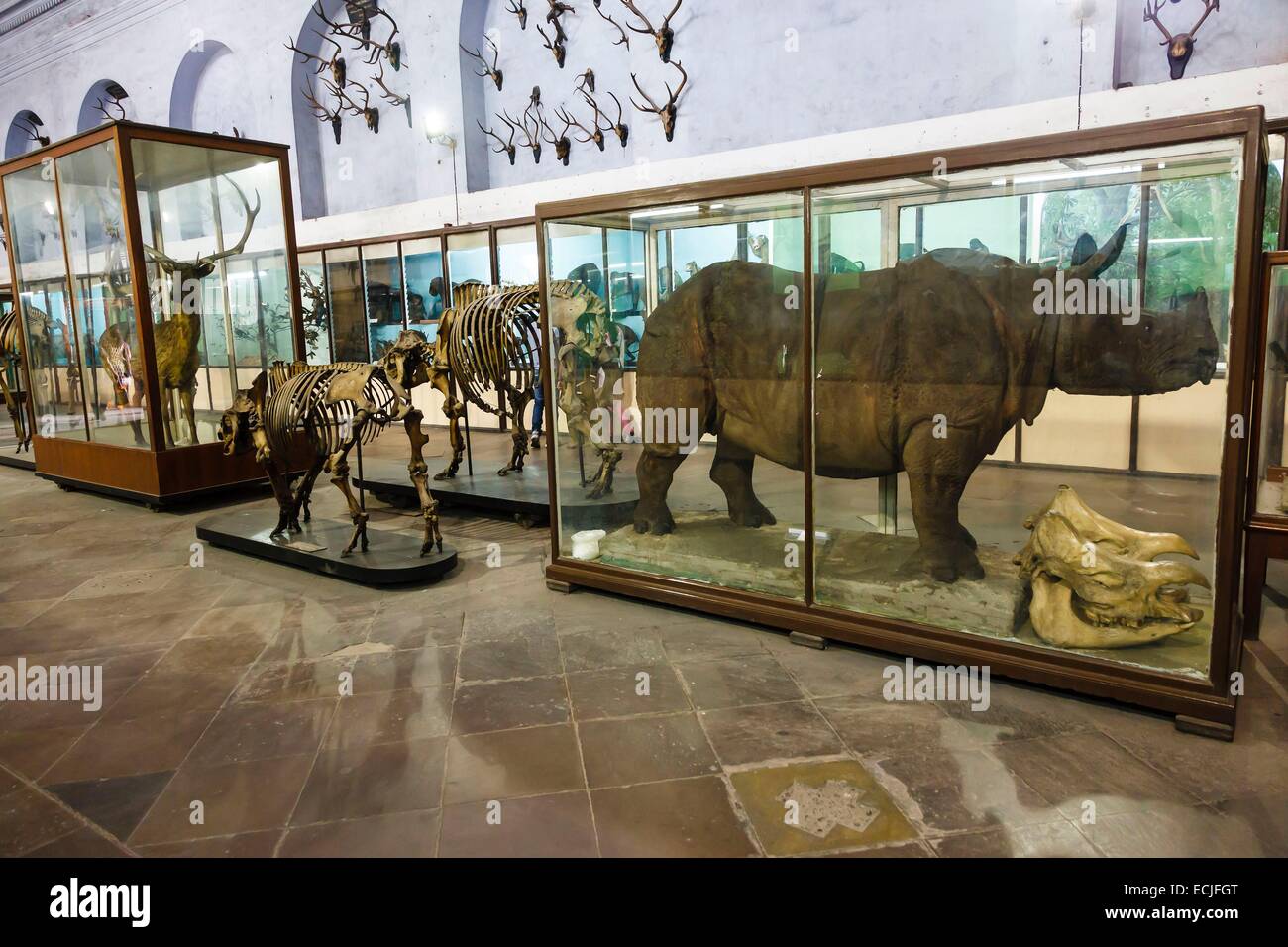 Inside Indian Museum