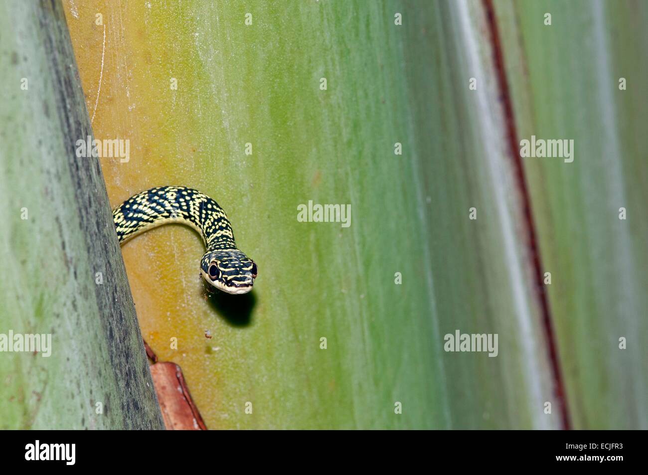 Thailand Snake wheel (Chrysopelea ornata Stock Photo - Alamy