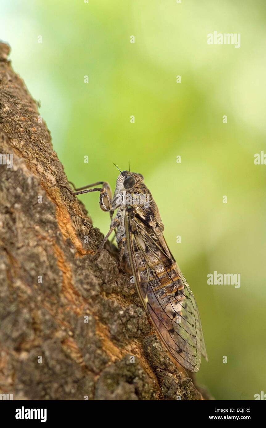 France, Provence, gray Cigale (or Cicada Cicada adorns or ash) (Cicada ...
