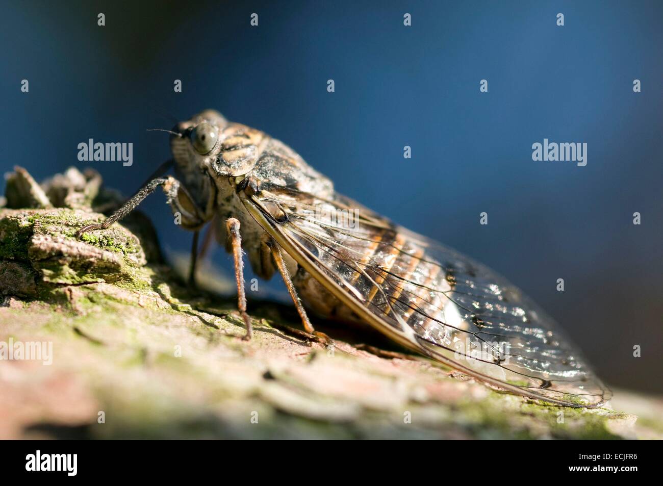 Cicada cicada orni hi-res stock photography and images - Alamy