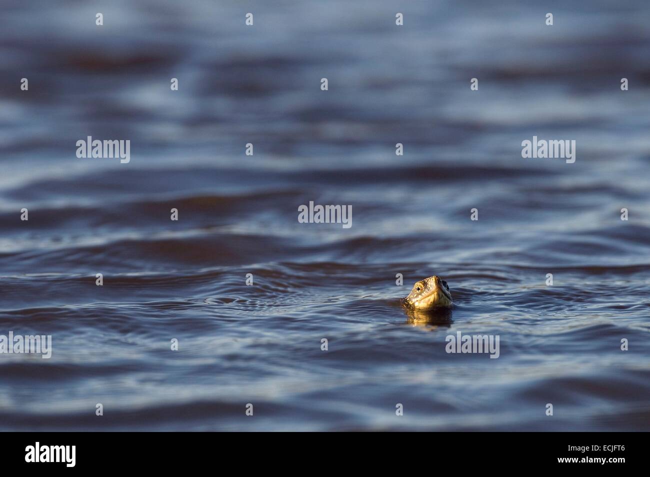France, Camargue, Terrapin Europe (or muddy Turtle) (Emys orbicularis ...