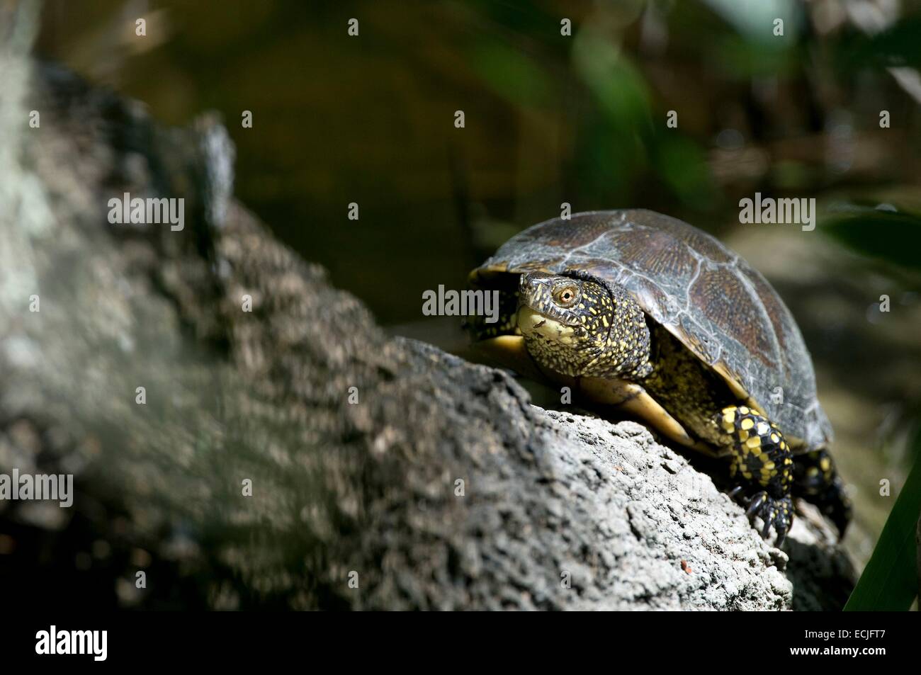 France, Camargue, Terrapin Europe (or muddy Turtle) (Emys orbicularis ...