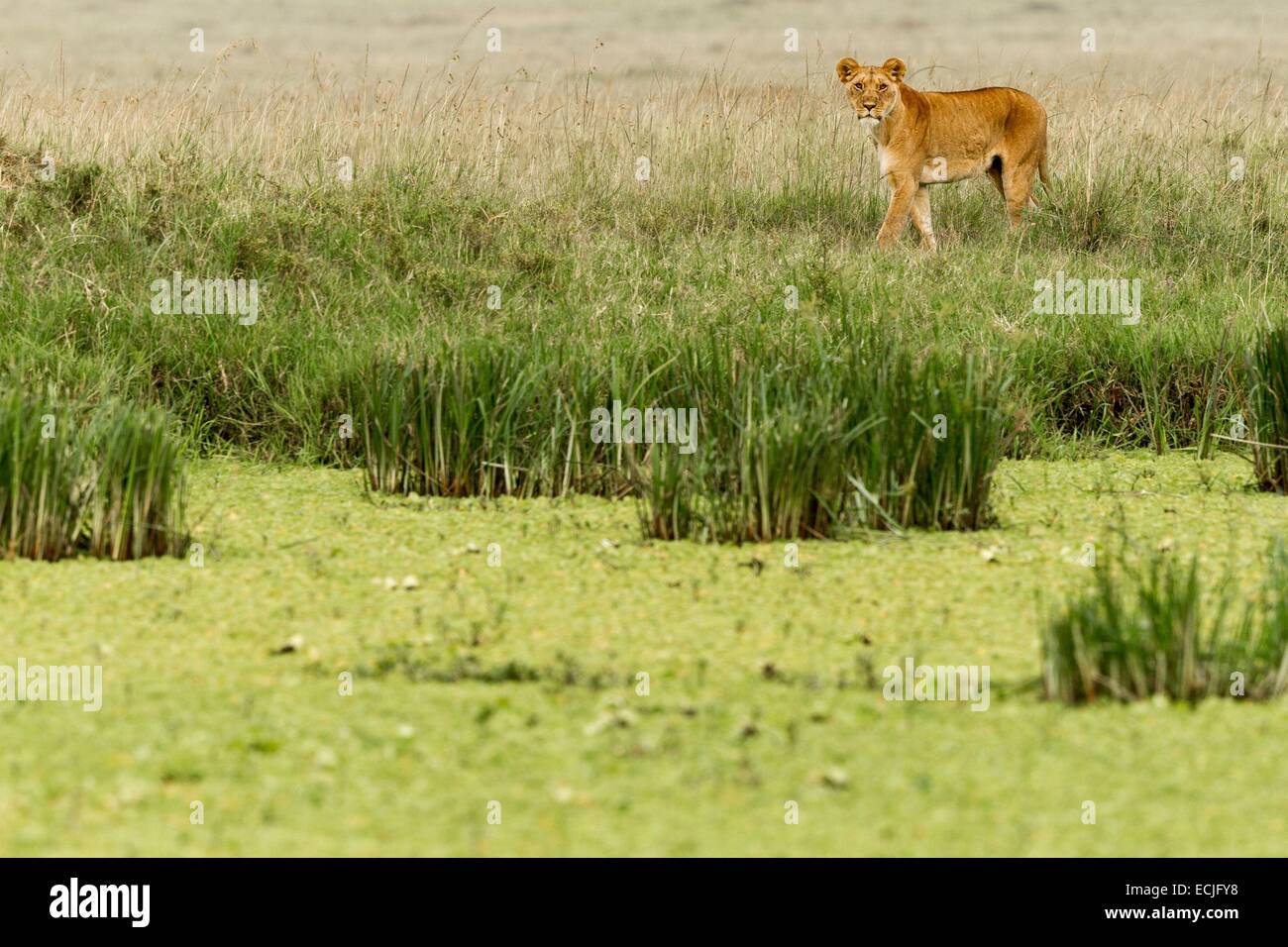 Kenya, Masai Mara game reserve, lion (Panthera leo), a female in the ...