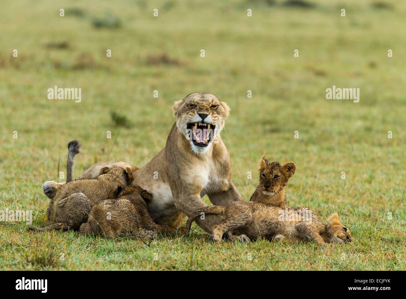Kenya, Masai Mara game reserve, lion (Panthera leo), mother hurted by ...