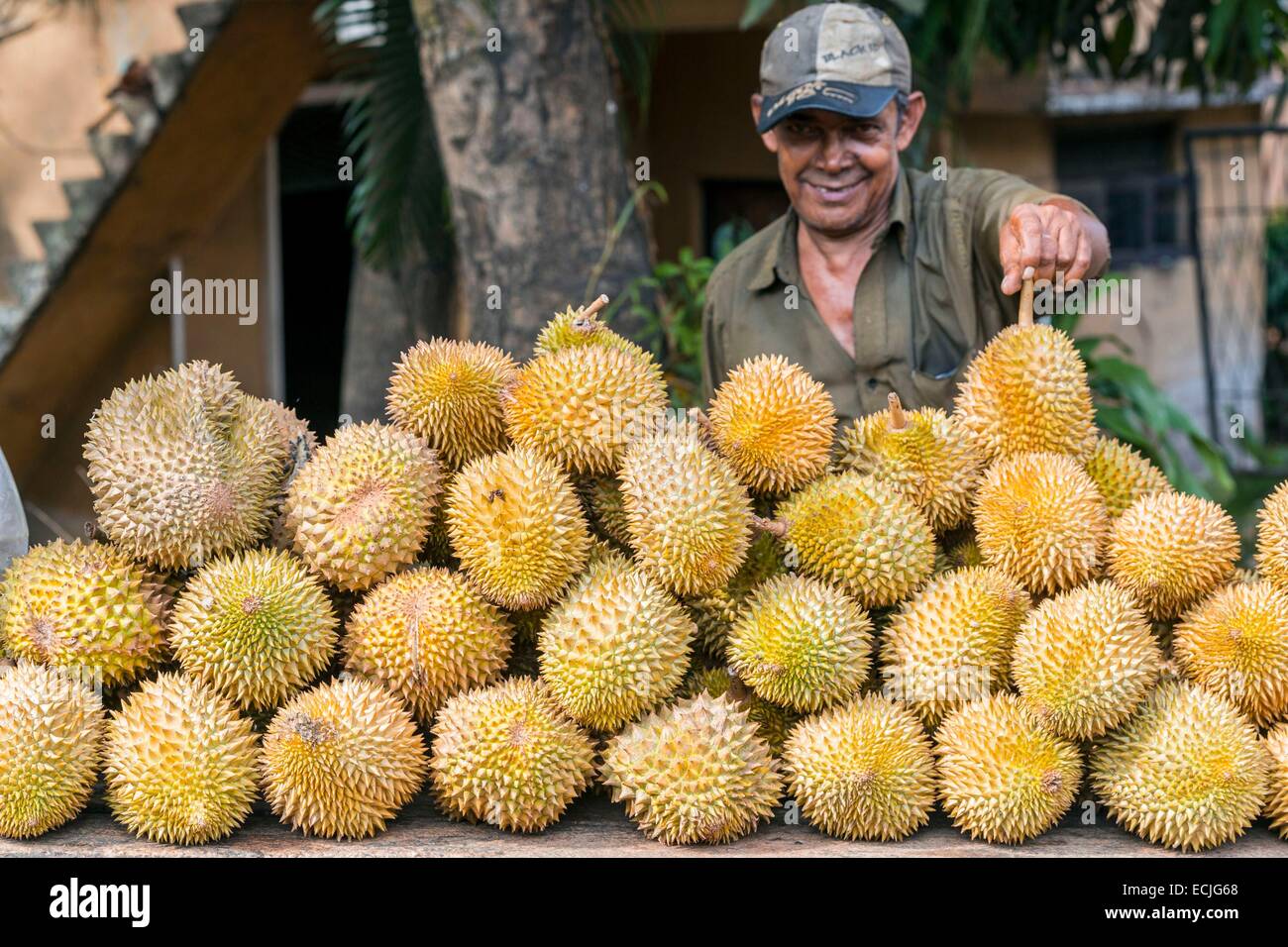 Sri Lanka, Central province, Dambulla, seller durian (Durio zibethinus ...
