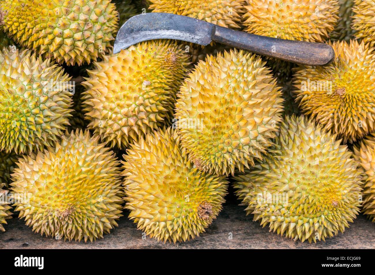 Sri Lanka, Central province, Dambulla, market stall with durian (Durio ...