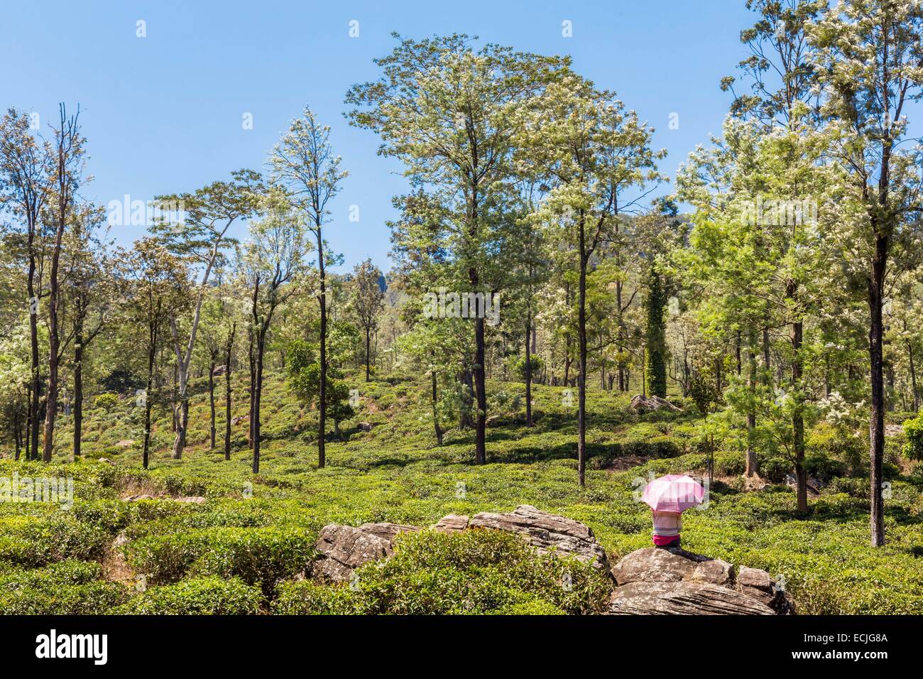 Sri Lanka, Central province, Kandy, tea plantation, amid Sri Lankan tea ...