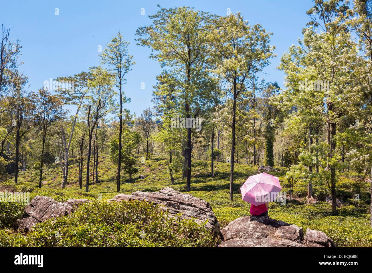 Sri Lanka, Central province, Kandy, tea plantation, amid Sri Lankan tea ...