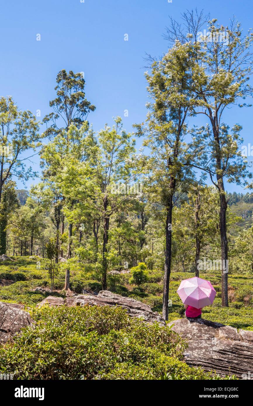 Sri Lanka, Central province, Kandy, tea plantation, amid Sri Lankan tea ...