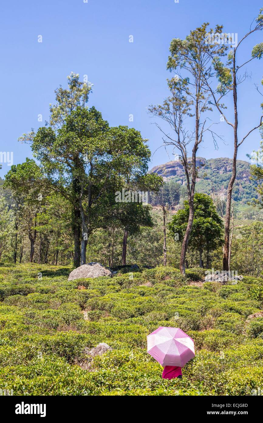 Sri Lanka, Central province, Kandy, tea plantation, amid Sri Lankan tea ...