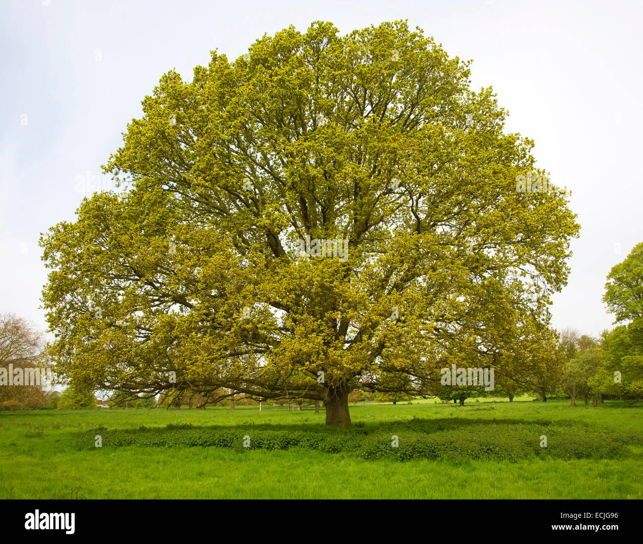 English oak tree in early summer leaf in may hi-res stock photography ...