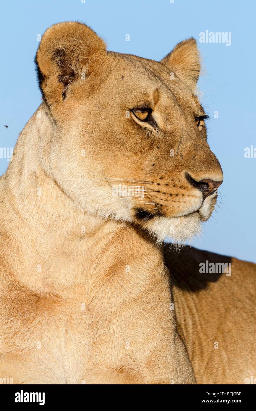 Kenya, Masai-Mara game reserve, lion (Panthera leo), close-up of a ...