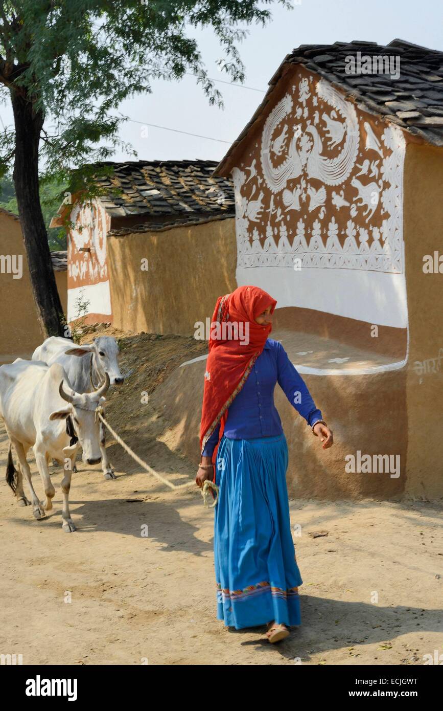India, Rajasthan, Tonk region, Meena woman leading cows to the village ...