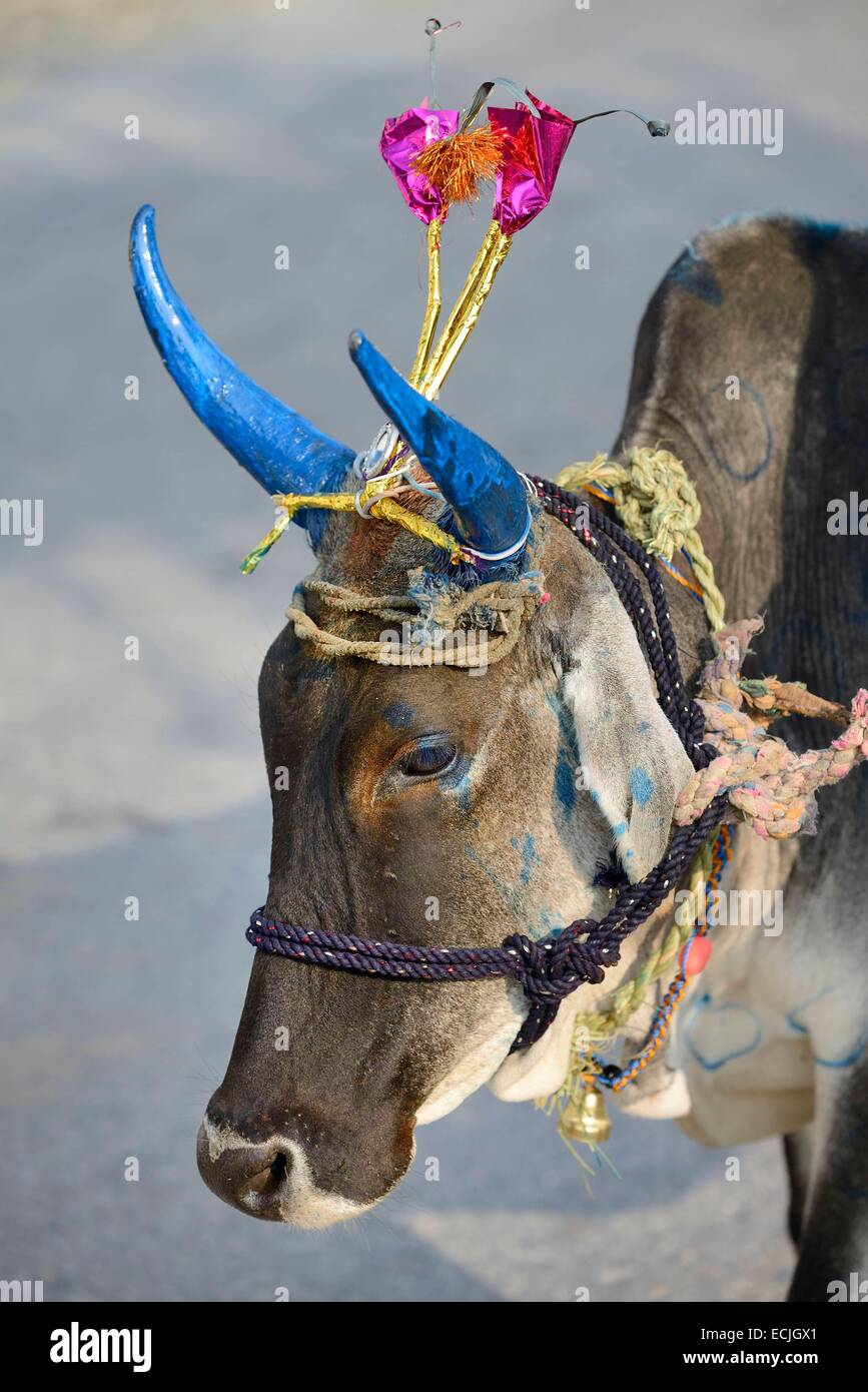 Cows with painted horns hi-res stock photography and images - Alamy