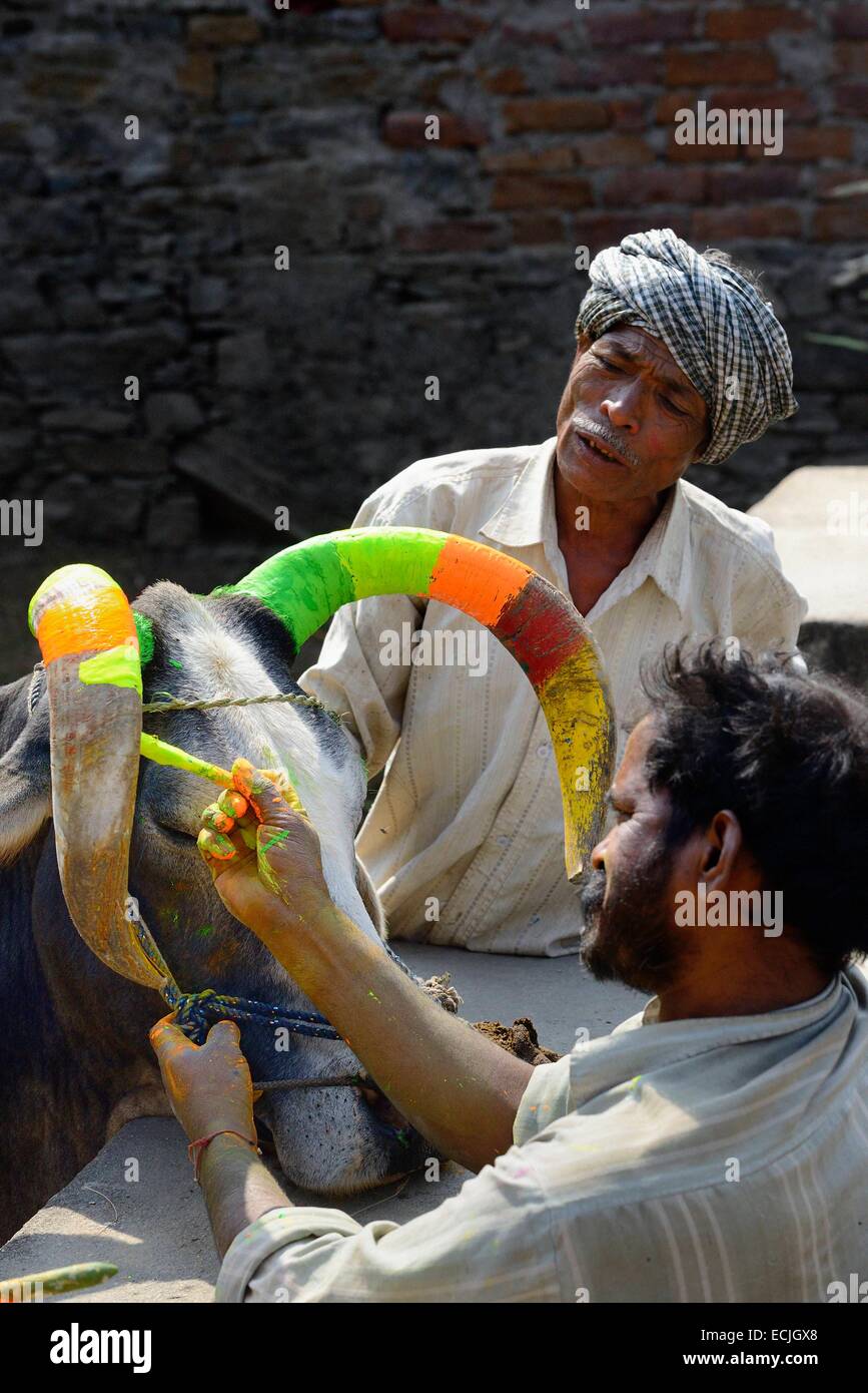 India, Rajasthan, Udaipur region, Diwali festival, Farmers painting the ...