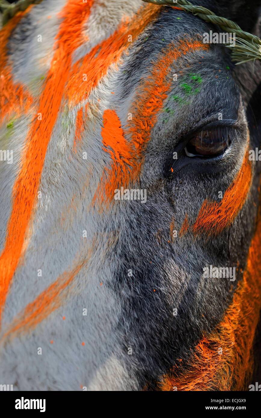 Decorated cow festival india hi-res stock photography and images - Alamy