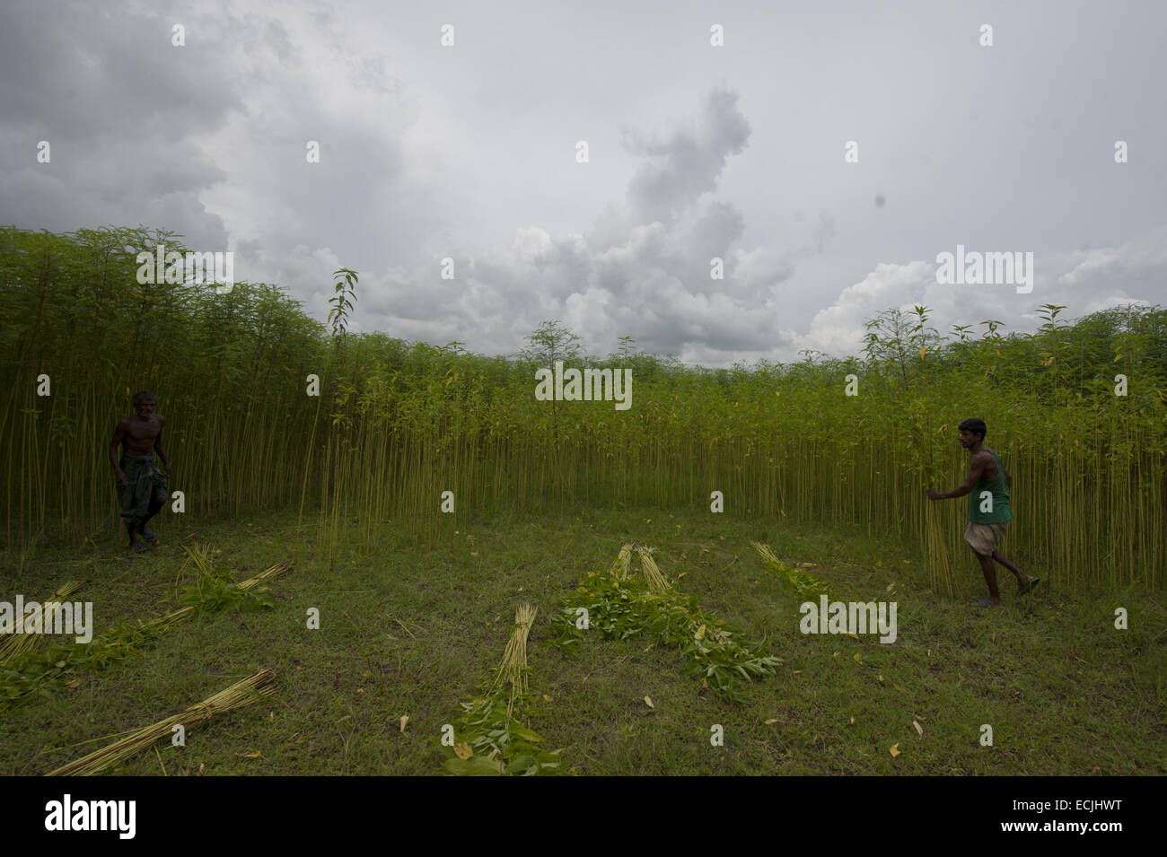 Man carrying red carpet hi-res stock photography and images - Alamy