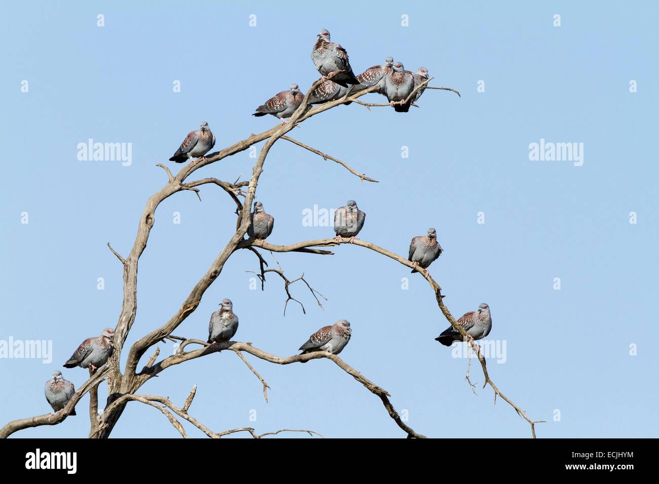 Speckled pigeon hi-res stock photography and images - Alamy