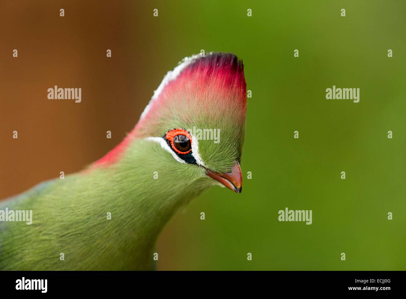 France, Mainet Loire, Doue La Fontaine zoo, Fischer's Turaco (Tauraco ...