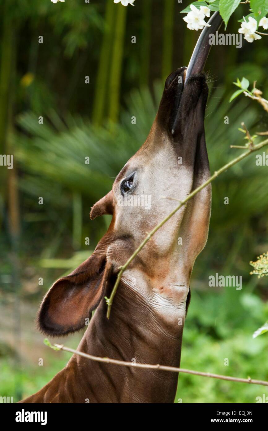 France, Mainet Loire, Doue La Fontaine zoo, okapi (Okapia johnstoni ...