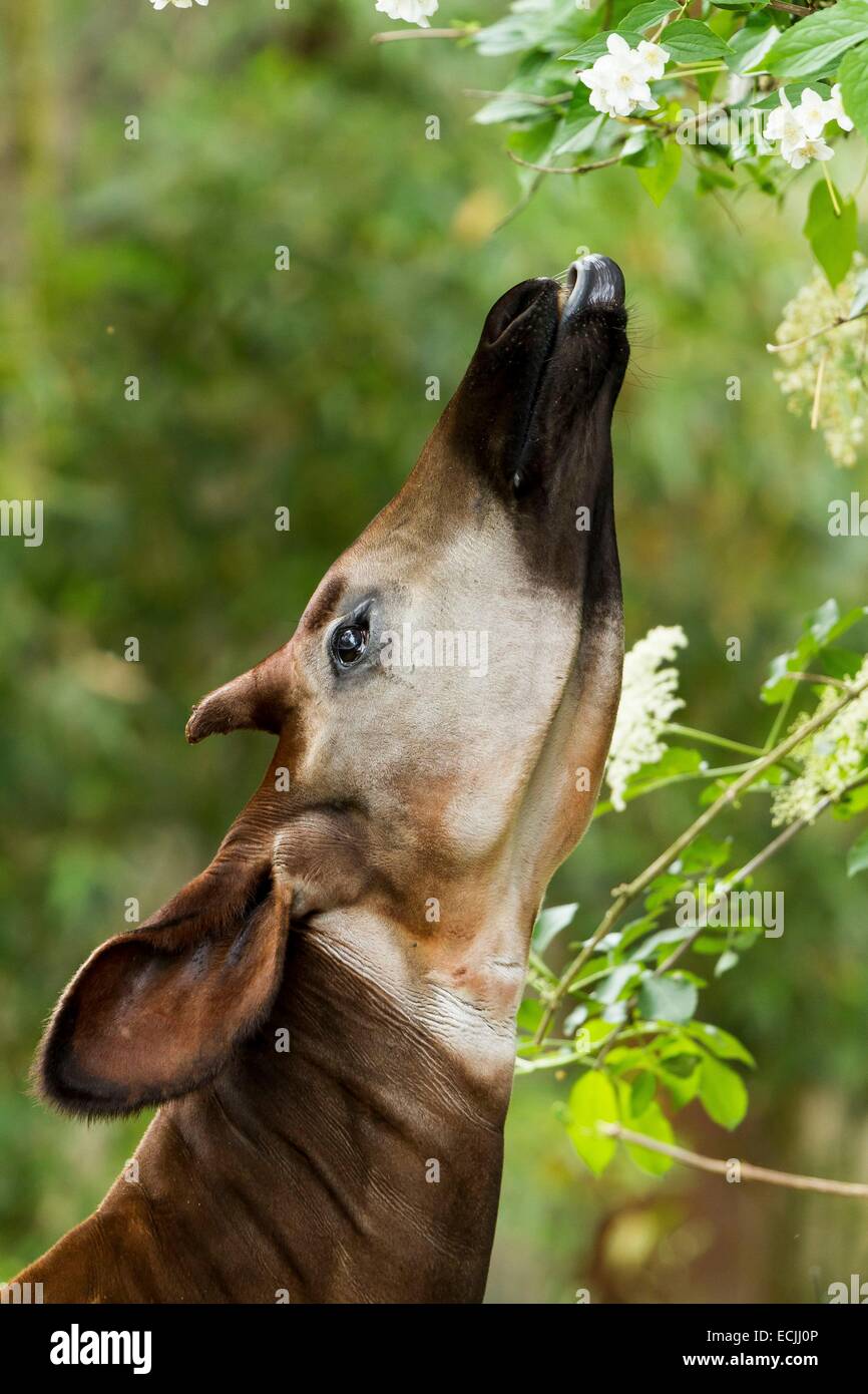 France, Mainet Loire, Doue La Fontaine zoo, okapi (Okapia johnstoni ...